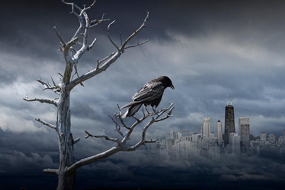 Chicago Crow Perched on Dead Tree, Surreal Fantasy Photographic Print ...
