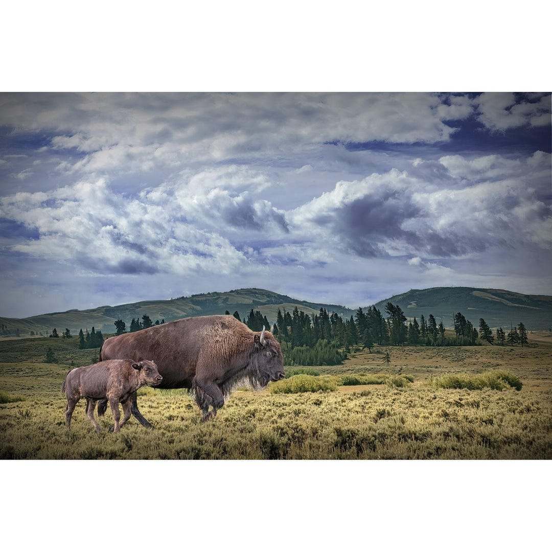 Mother and Child Buffalo, American Bison Calf, Yellowstone Buffalo Herd ...