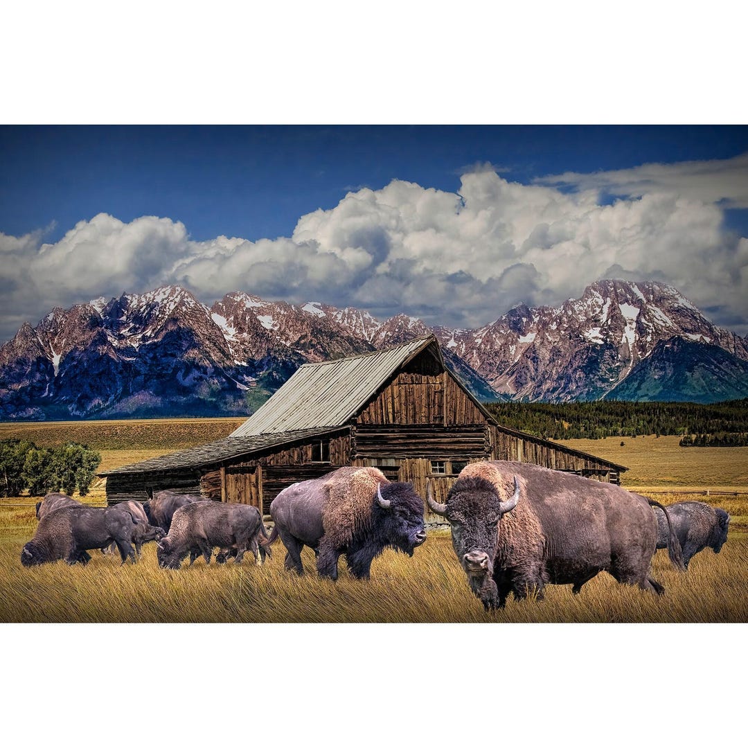 Bison Fine Art Photo: Moulton Barn, Grand Tetons Landscape - Etsy