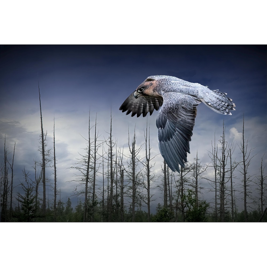 Falcon in Flight Looking for Prey, Bird of Prey Wall Decor Photograph ...
