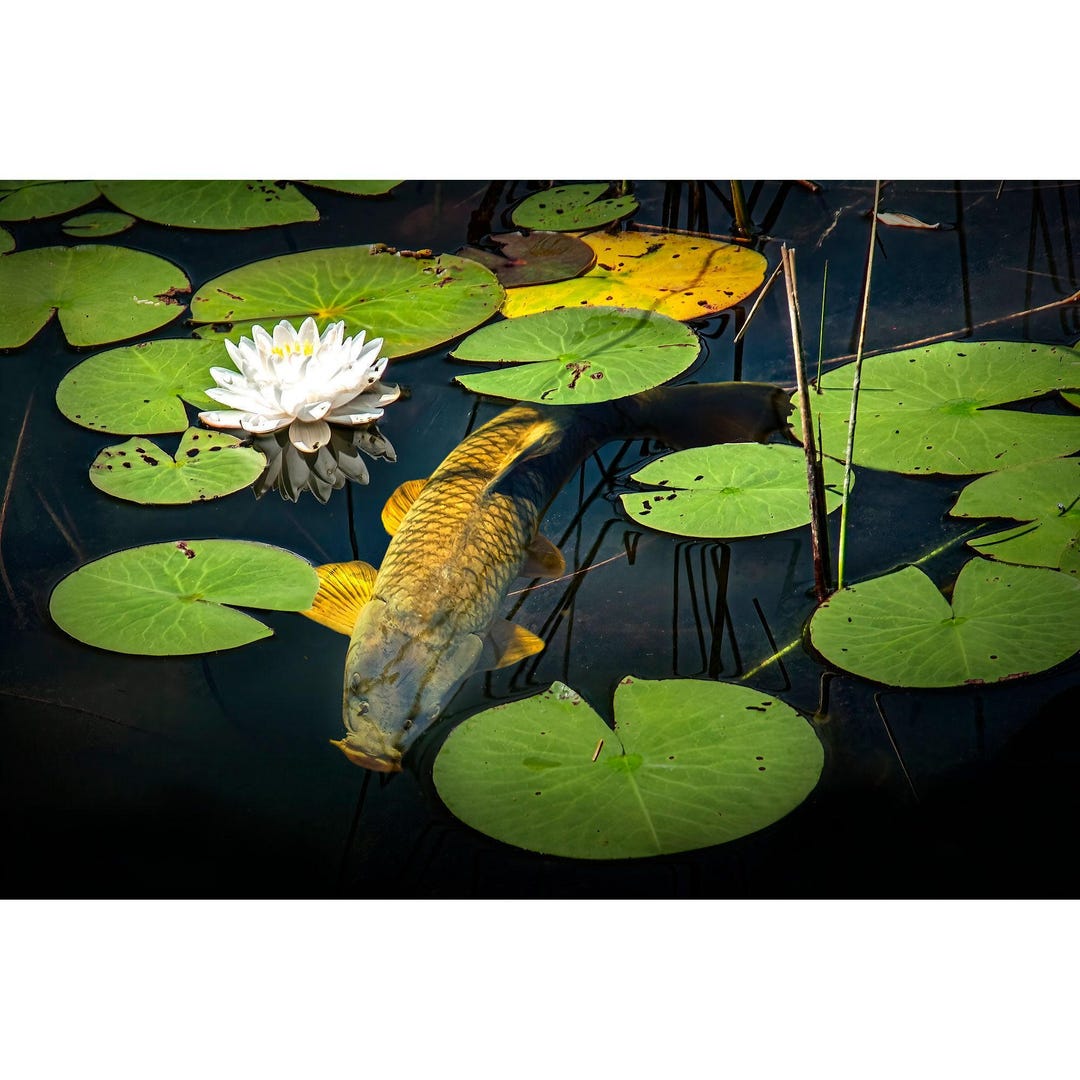 Fish Among the Lily Pads Home Wall Decor Photo, Surfacing Fish in a ...
