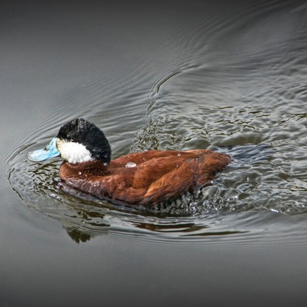 Ruddy Duck - Etsy