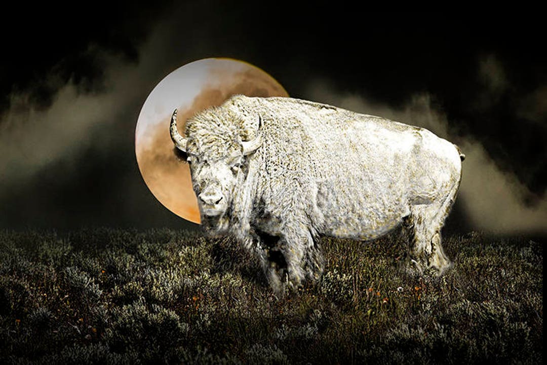 White Spirit Buffalo Also Called Ghost Buffalo or Spirit Bison ...