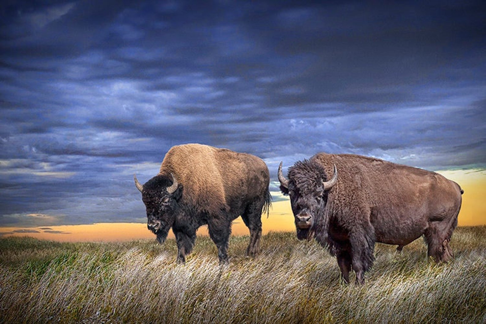 American Buffalo on the Prairie at Sunset, Buffalo Photo Print,, Bison ...