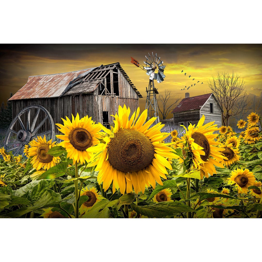 Americana Farm Sunflower Field Photography: Weathered Barn, Sunset Sky ...