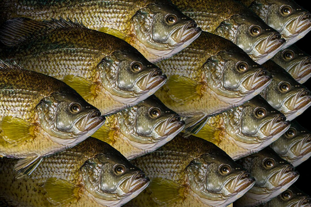 Black Crappie Fish Art: Lake Panfish Fine Art Photograph - Etsy