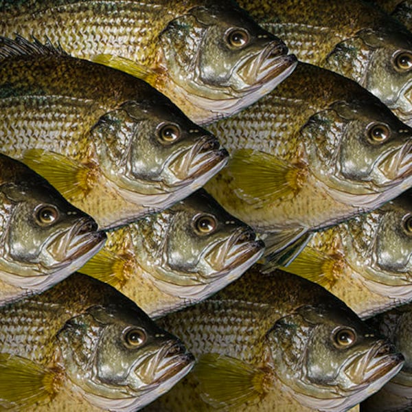 Panfish - Etsy
