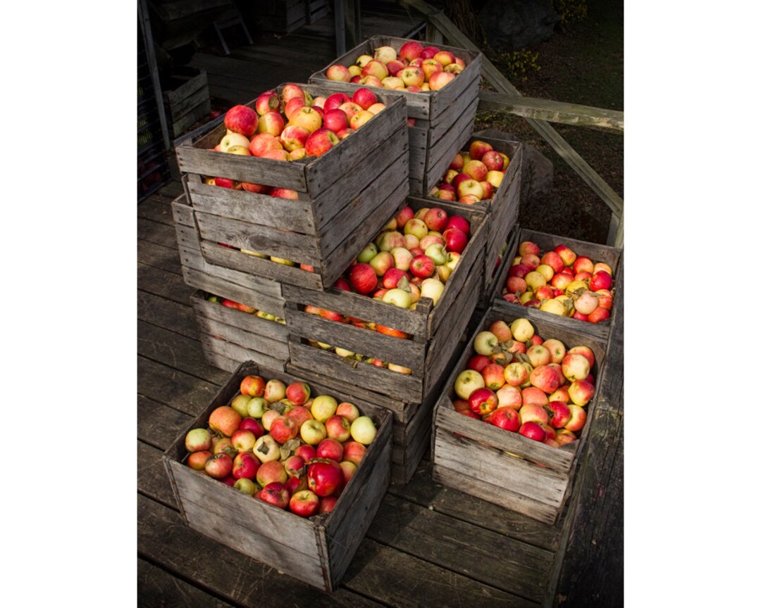Fall Apples, Apple Photograph, Apple Crates, Cider Press, Bowen's Mill ...