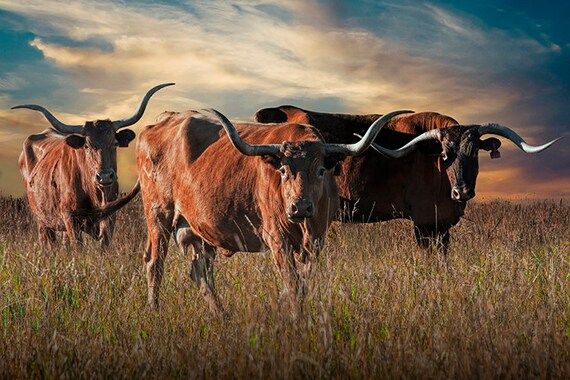 Texas Longhorn Western Cow Herd Herd of Steers Western Art | Etsy