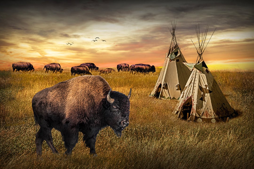 Indian Teepees With Buffalo Herd in a Prairie Landscape, Native ...