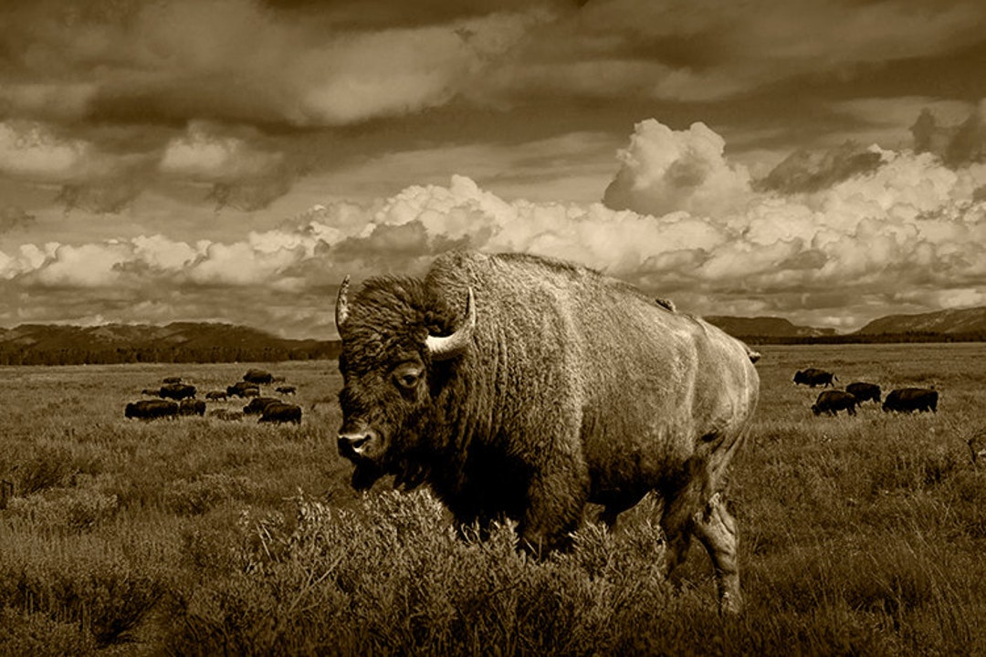 Western Buffalo, American Bison, Sepia Tone, Grand Tetons, National ...