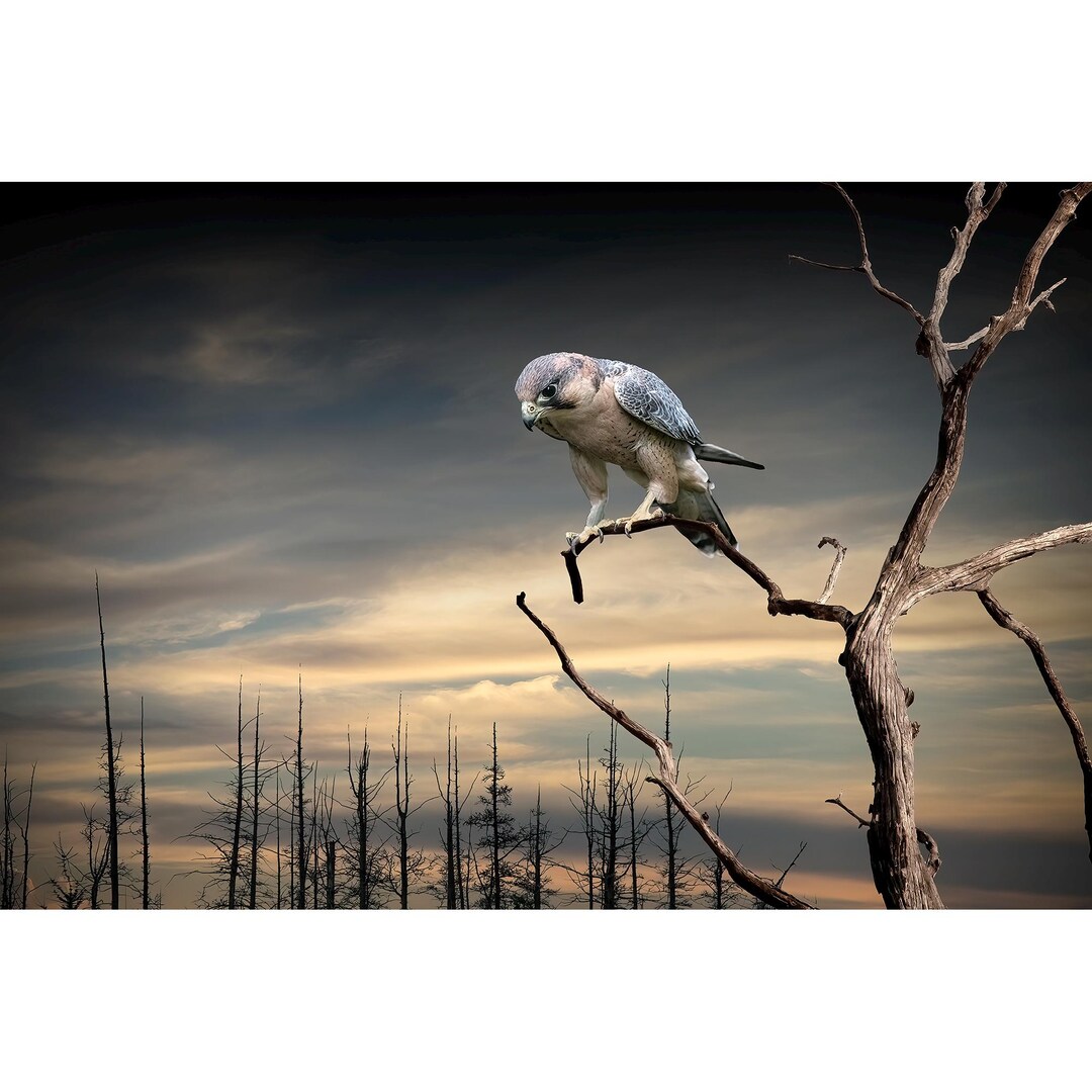 Perched Hawk on a Branch Looking for Prey, Bird of Prey Wall Decor ...