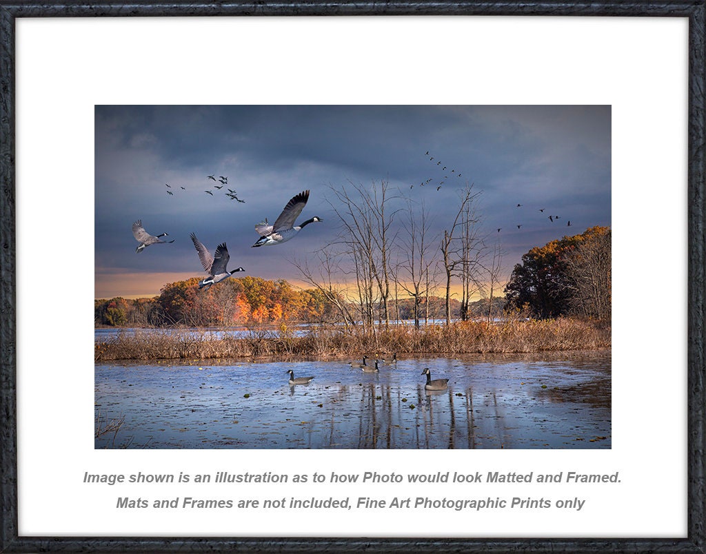 Canada Geese Fall Migration Photograph: West Michigan Landscape - Etsy