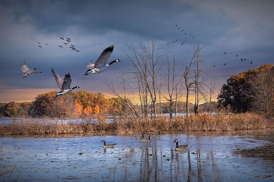 Canada Geese Fall Migration Photograph: West Michigan Landscape - Etsy
