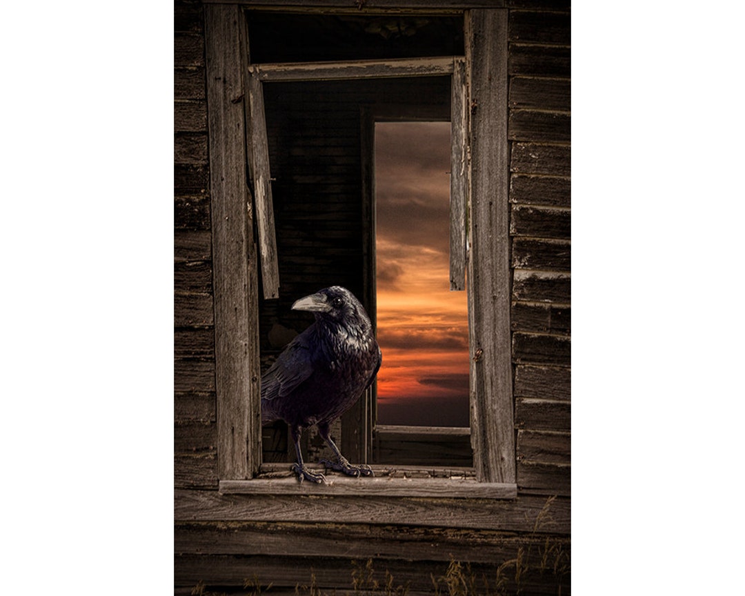 Black Raven on the Windowsill of an Abandoned House at Sunset No.2046 A ...