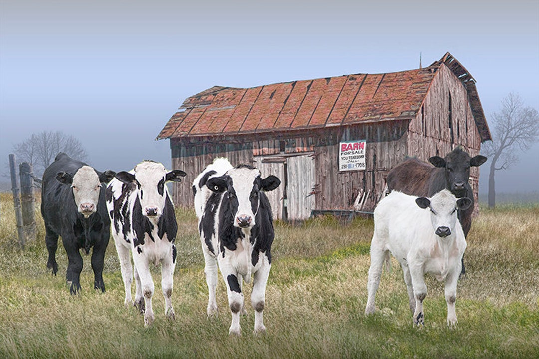 Rustic Farmhouse Cow Pasture Print: Michigan Dairy Farm Landscape - Etsy