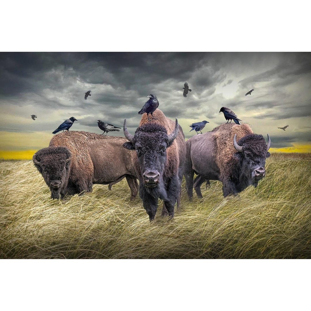 Plains Bison Herd With Flock of Crows on the Prairie Wall Decor ...