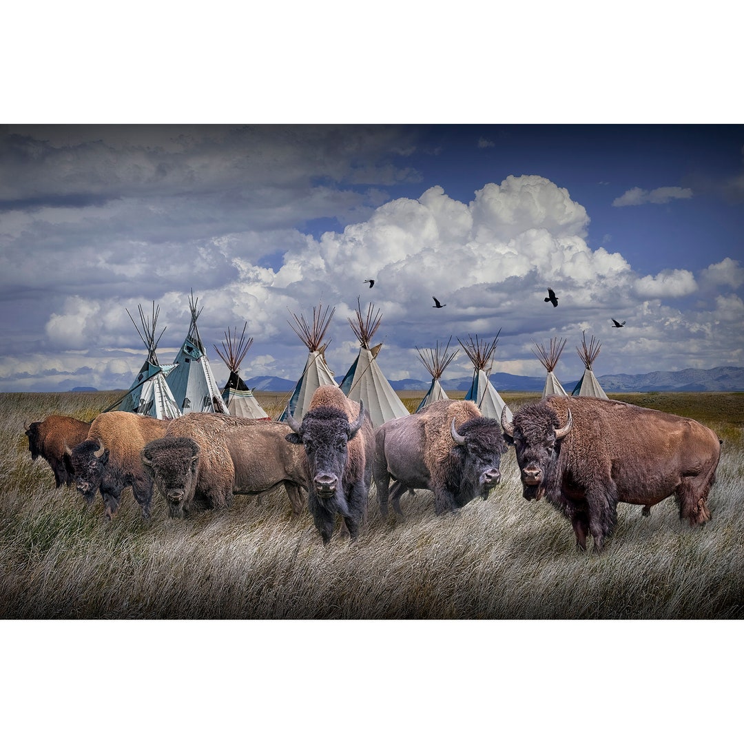 Bison Buffalo Herd by Indian Teepee Village in a Western Landscape ...