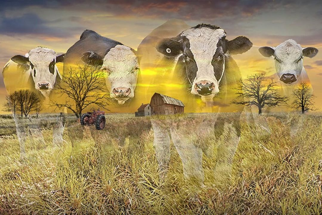 Rustic Farmhouse Photograph: Cattle, Barn, and Tractor - Americana Art ...