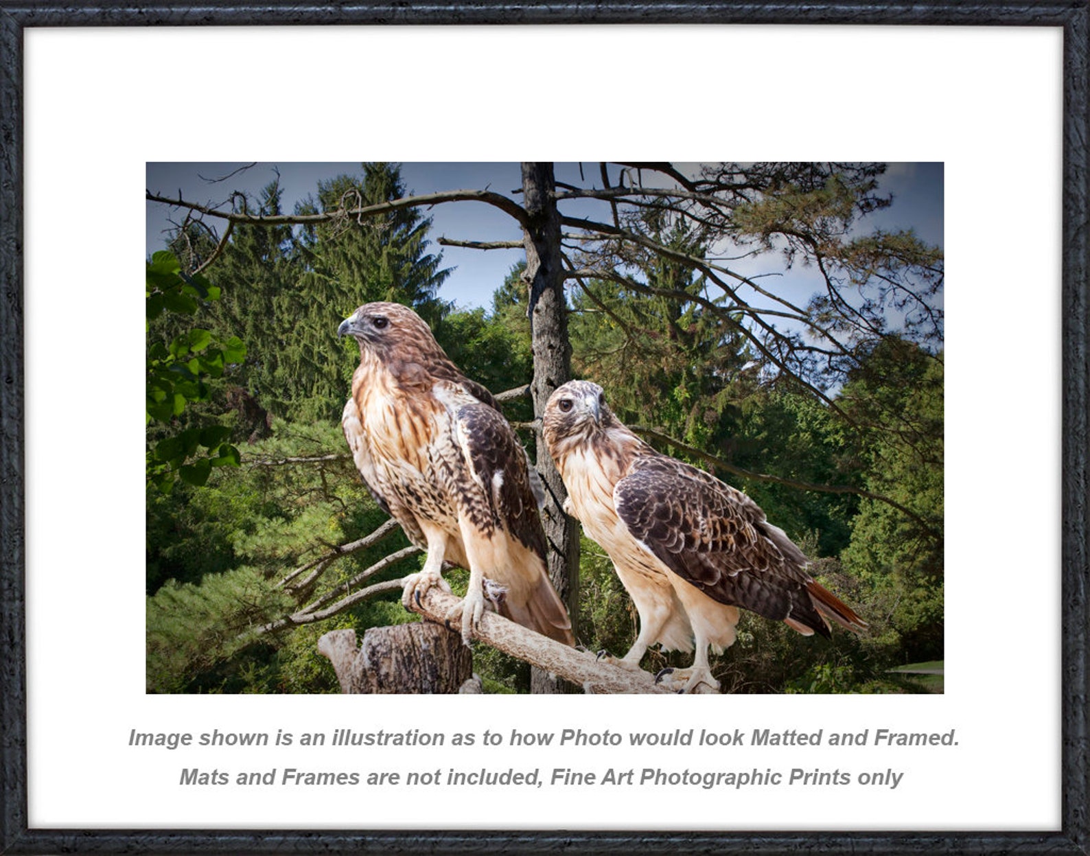 Red Tail Hawk Print: Fine Art Bird Photography, Nature Wall Decor - Etsy