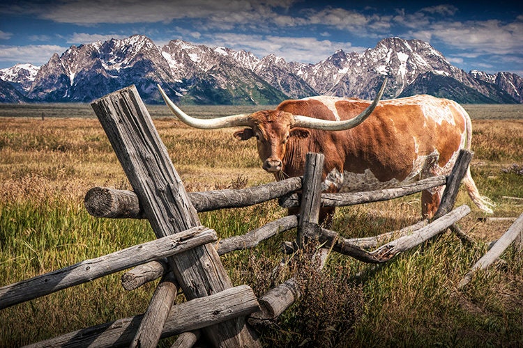 Mountain Cattle