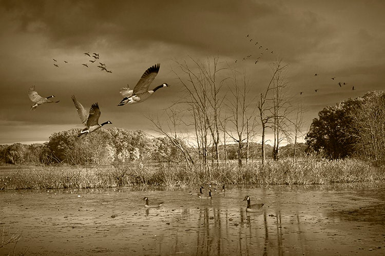 Canada Geese Fall Migration Photograph: West Michigan Landscape - Etsy