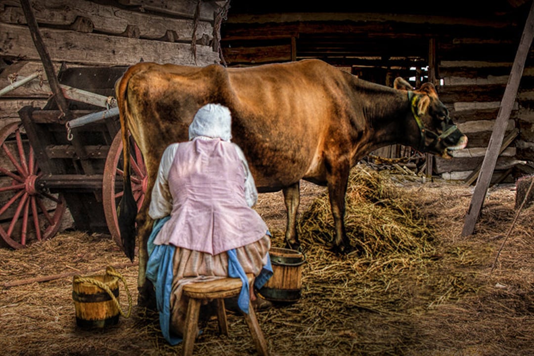 Milk Maid Milking a Brown Dairy Cow in a Wooden Barn No.01292 Vintage ...