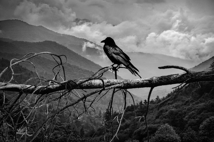 Black Raven Raven Sentinel Misty Mountains Smoky Mountains | Etsy