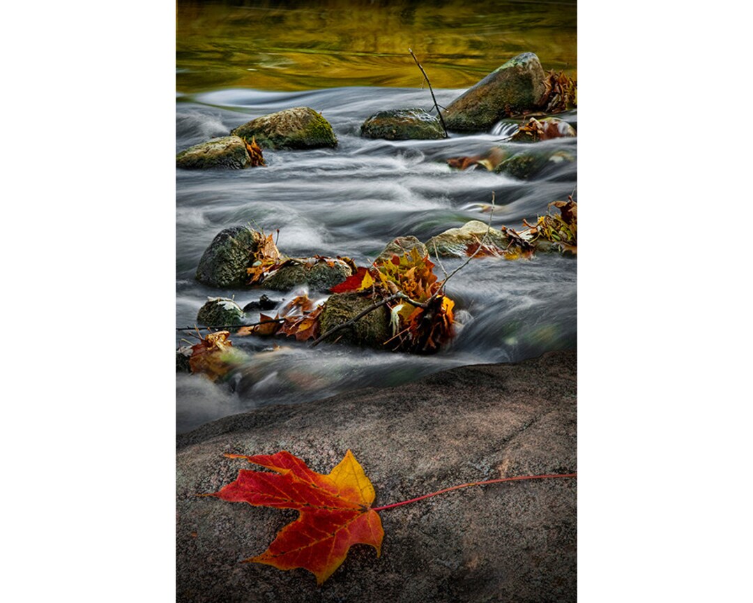 Red Maple Leaf Caught on a Rock by the Thornapple River in Southwest ...