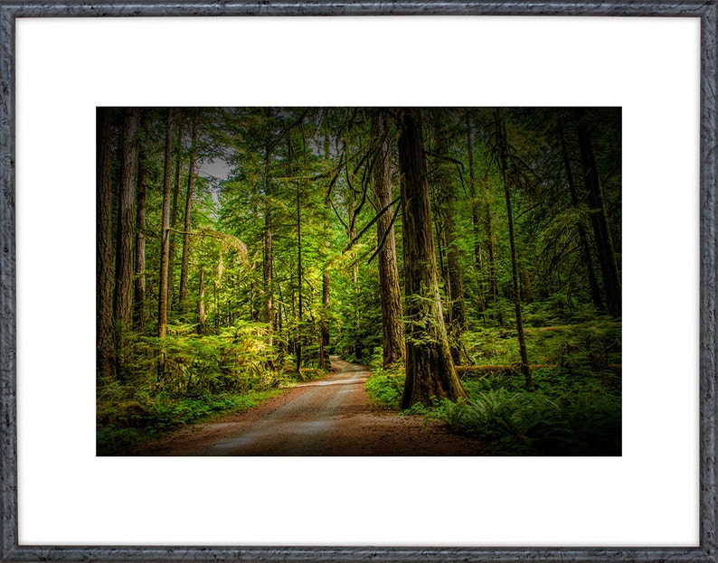 Vancouver Island Rain Forest Road: British Columbia Landscape ...