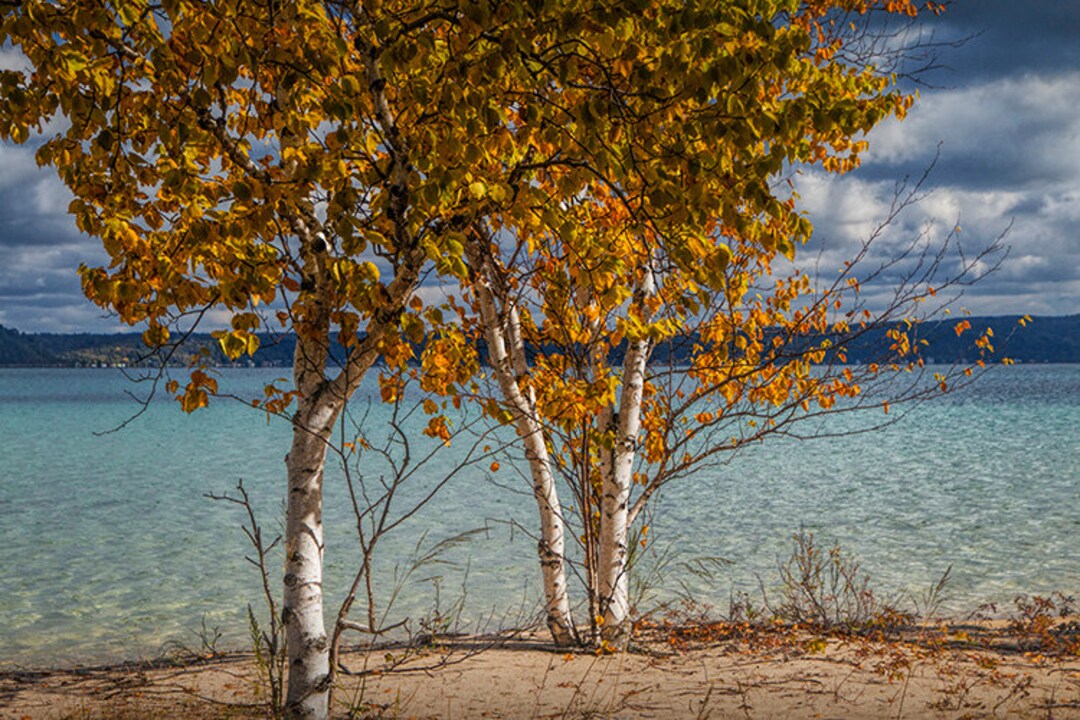 Autumn White Birch Trees Along the Shore of Crystal Lake Near Frankfort ...