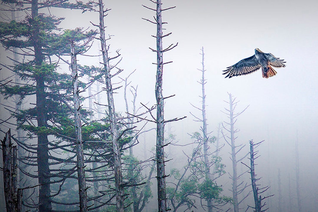 Red Tailed Hawk, Hawk on the Wing, Soaring Hawk, Forest Flight, Foggy ...