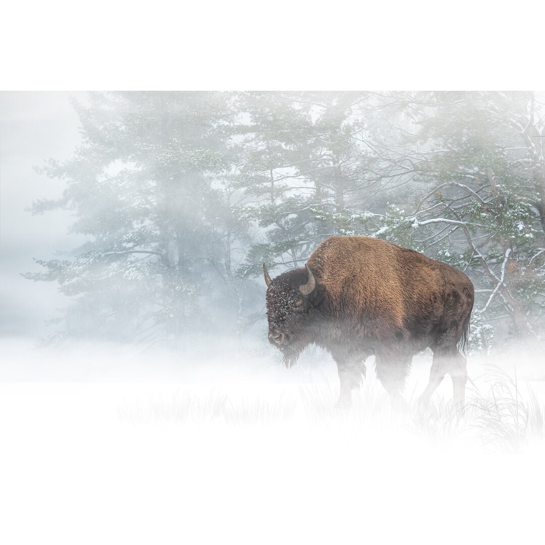 Buffalo in Winter in a White Snowy Landscape Western Photo of - Etsy