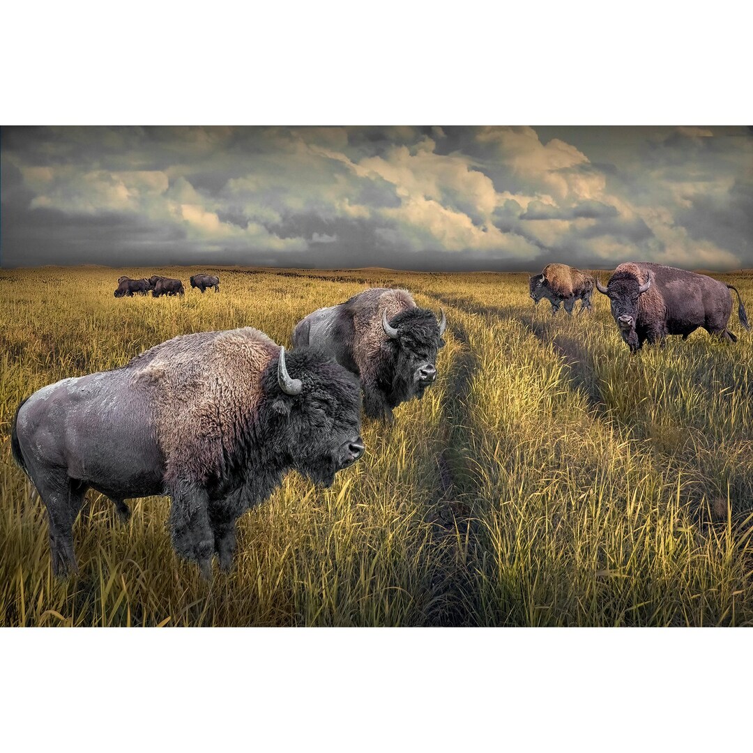 Buffalo Herd on the Prairie Along Side Trail, American Buffalo Photo ...