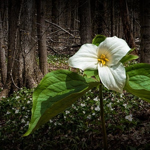 Trillium Wildflower Blooming in a Woodland Forest in West Michigan ...