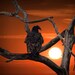 Turkey Buzzard Vulture at Sunset in the Florida Everglades A Wildlife ...