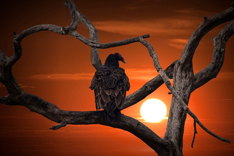 Turkey Buzzard Vulture at Sunset in the Florida Everglades A | Etsy
