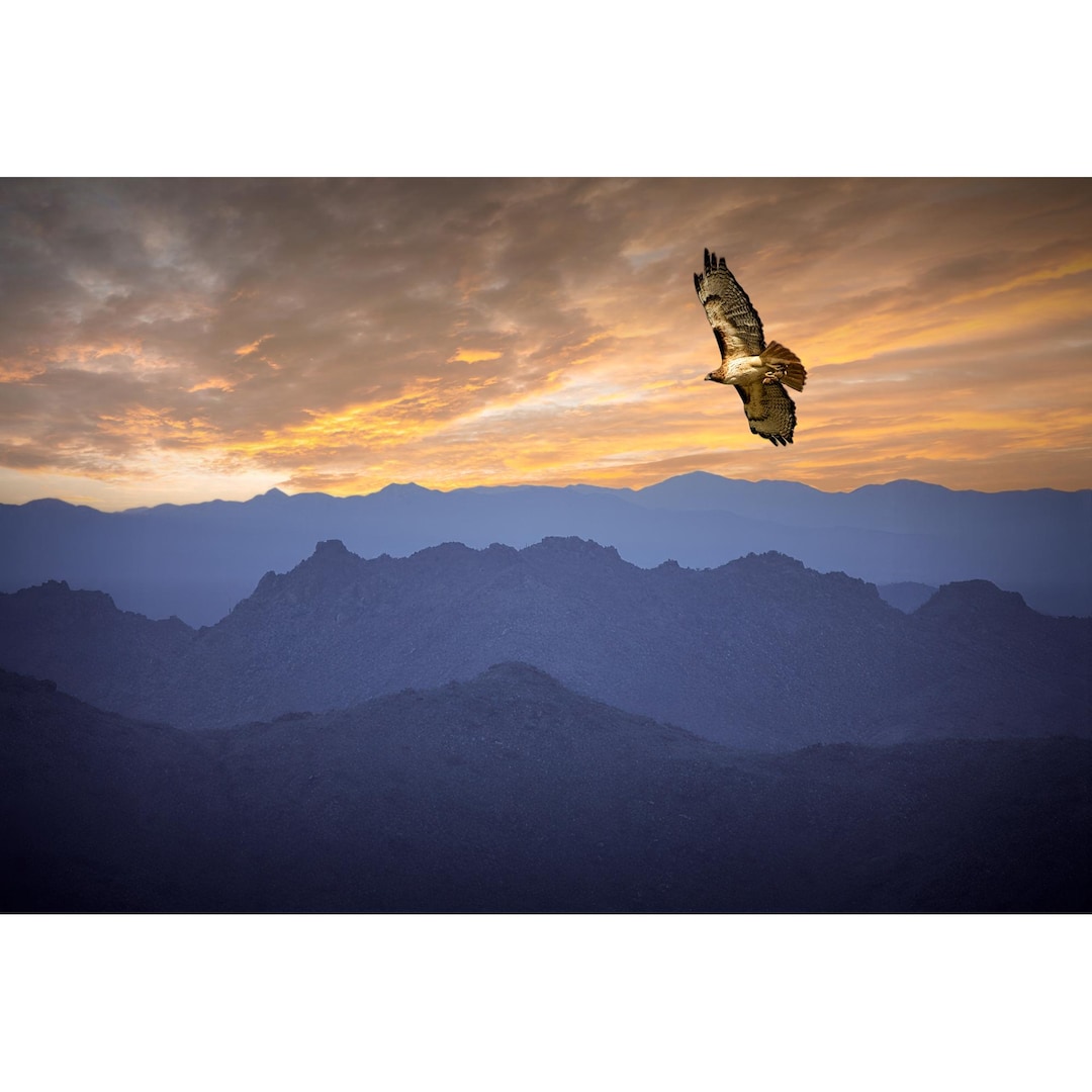 Soaring Red Tailed Hawk at Sunset - A Fine Art Photograph - Etsy