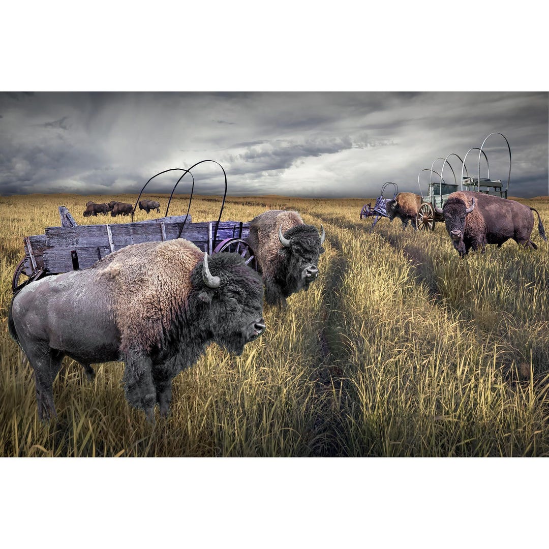 Western Bison Photography Print: American Buffalo, Covered Wagons - Etsy