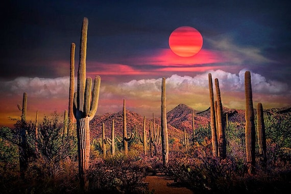 Saguaro Cactus Sunset