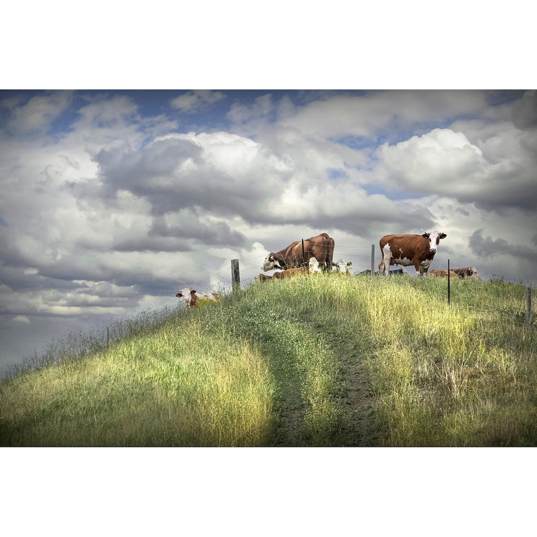 Cattle Pasture Photograph: Rustic Farmhouse Country Landscape - Etsy