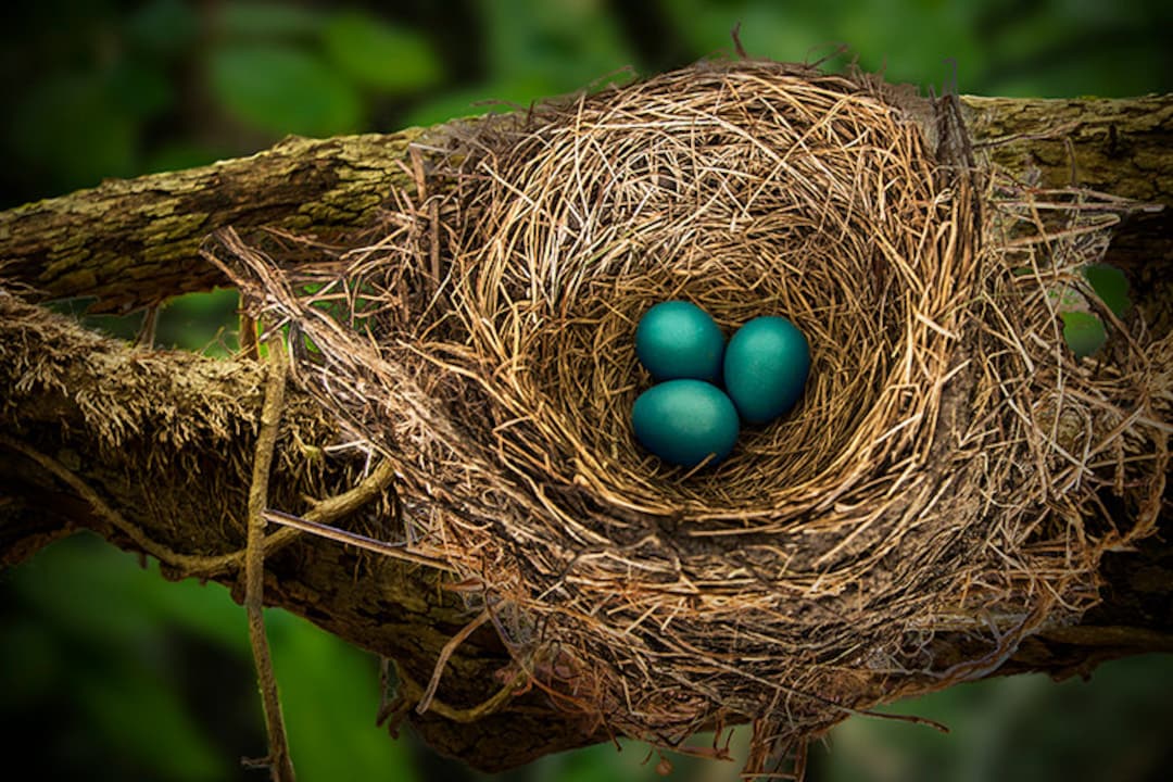 Robin Nest In Tree