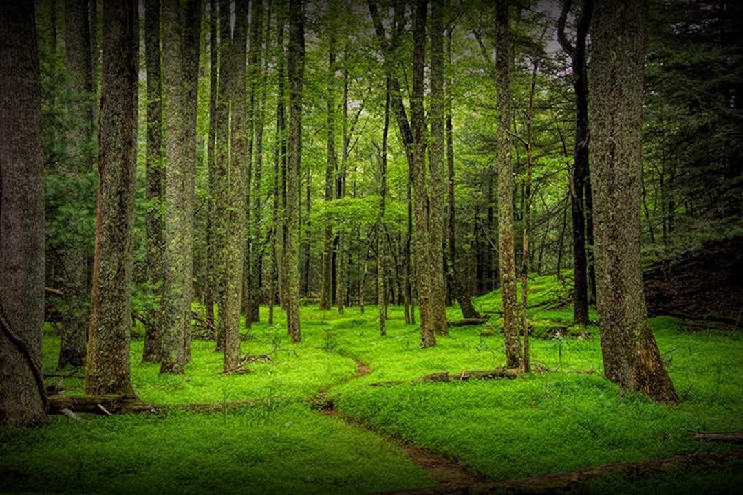 Woodland Path, Forest Path, Cade's Cove, Winding Trail, Loop Road ...