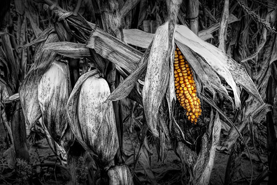 Yellow Corn Ear With Monochrome Stalks Before the Autumn Harvest in ...
