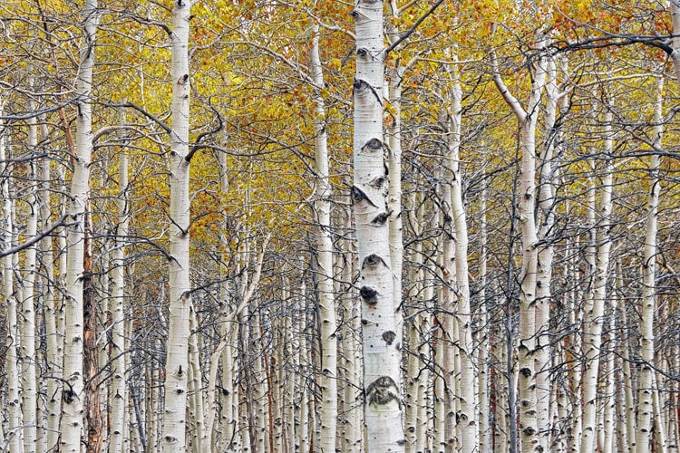 Paper Birch In Taiga