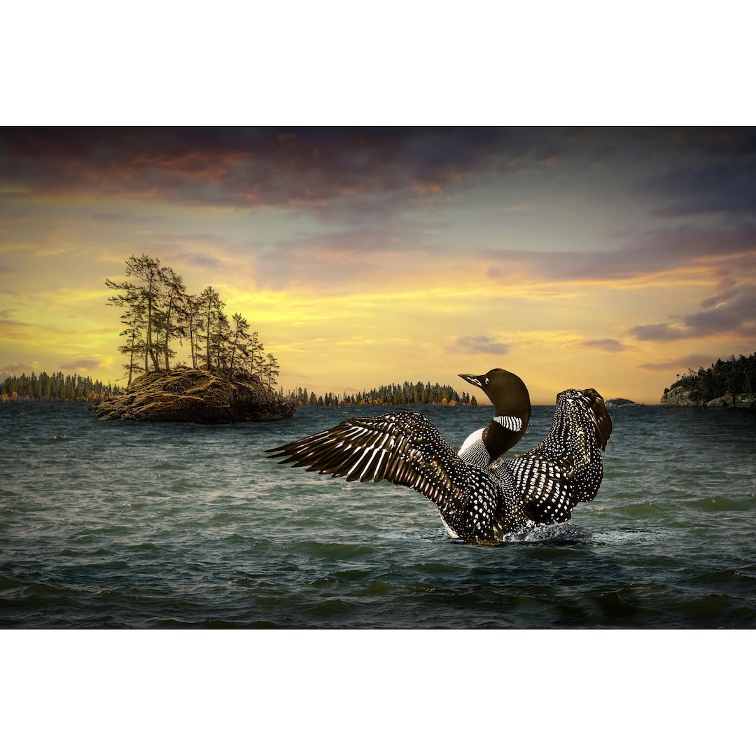 Common Loon Fine Art Photograph: Northern Lake Waterfowl Print - Etsy