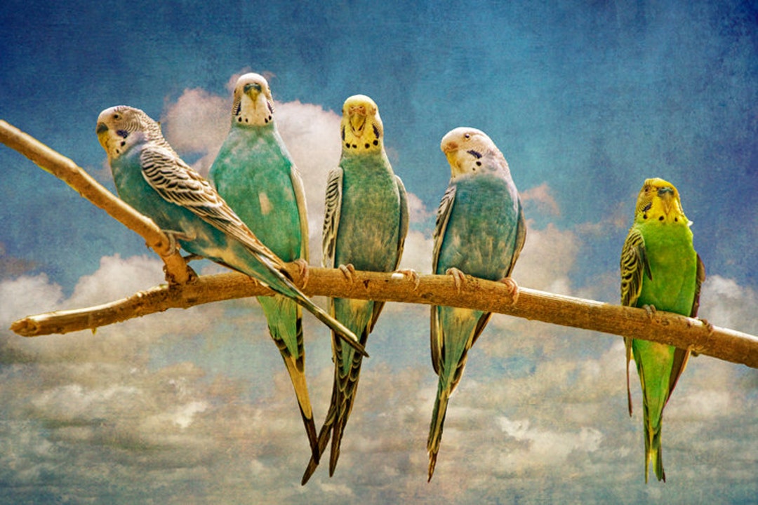 Parakeet Birds Perched on a Tree Branch Limb in Retro Style No.432 - A ...