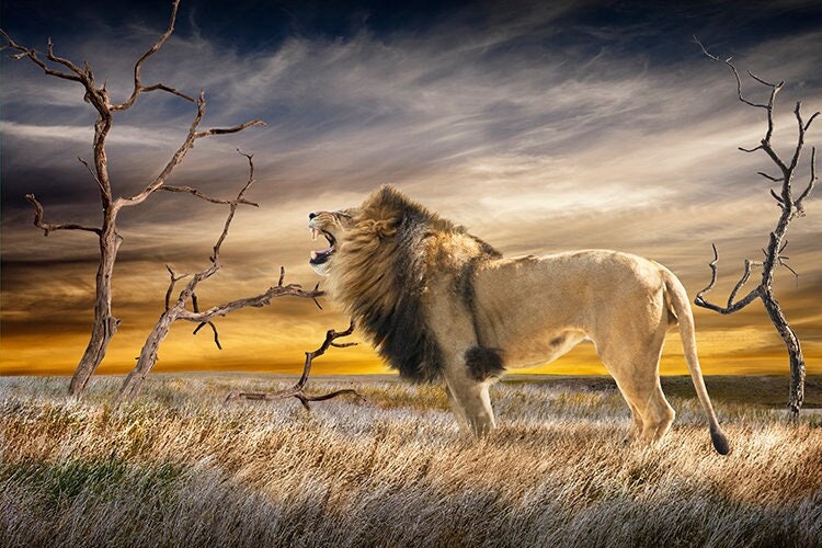 Wallpaper Hd Lion Hunting