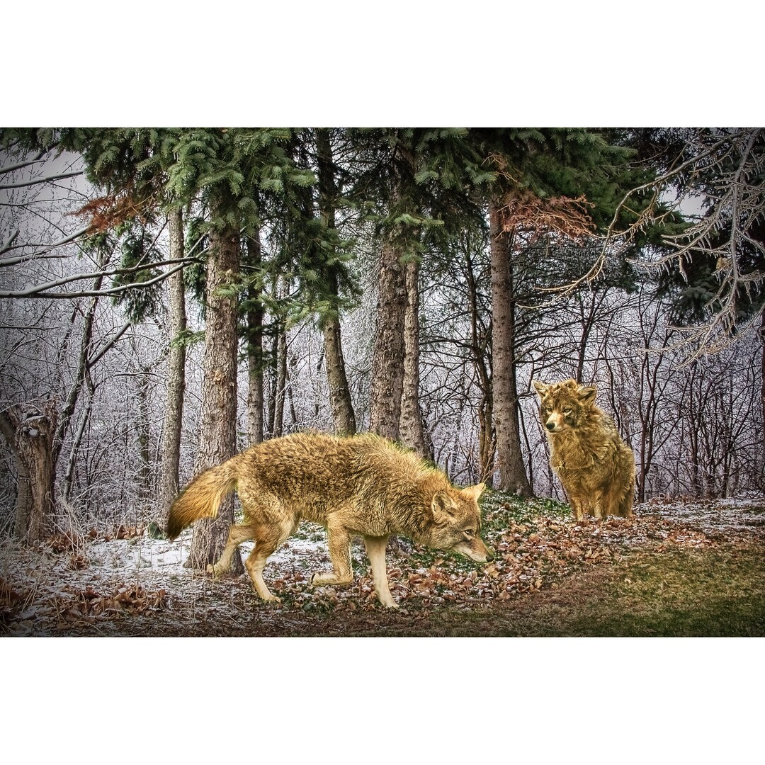 Two Coyotes Prowling by the Edge of a Forest Wilderness, Canine ...
