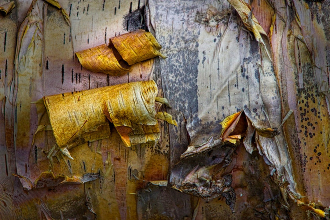 Birch Tree Bark Art Print: Abstract Nature Photography - Etsy